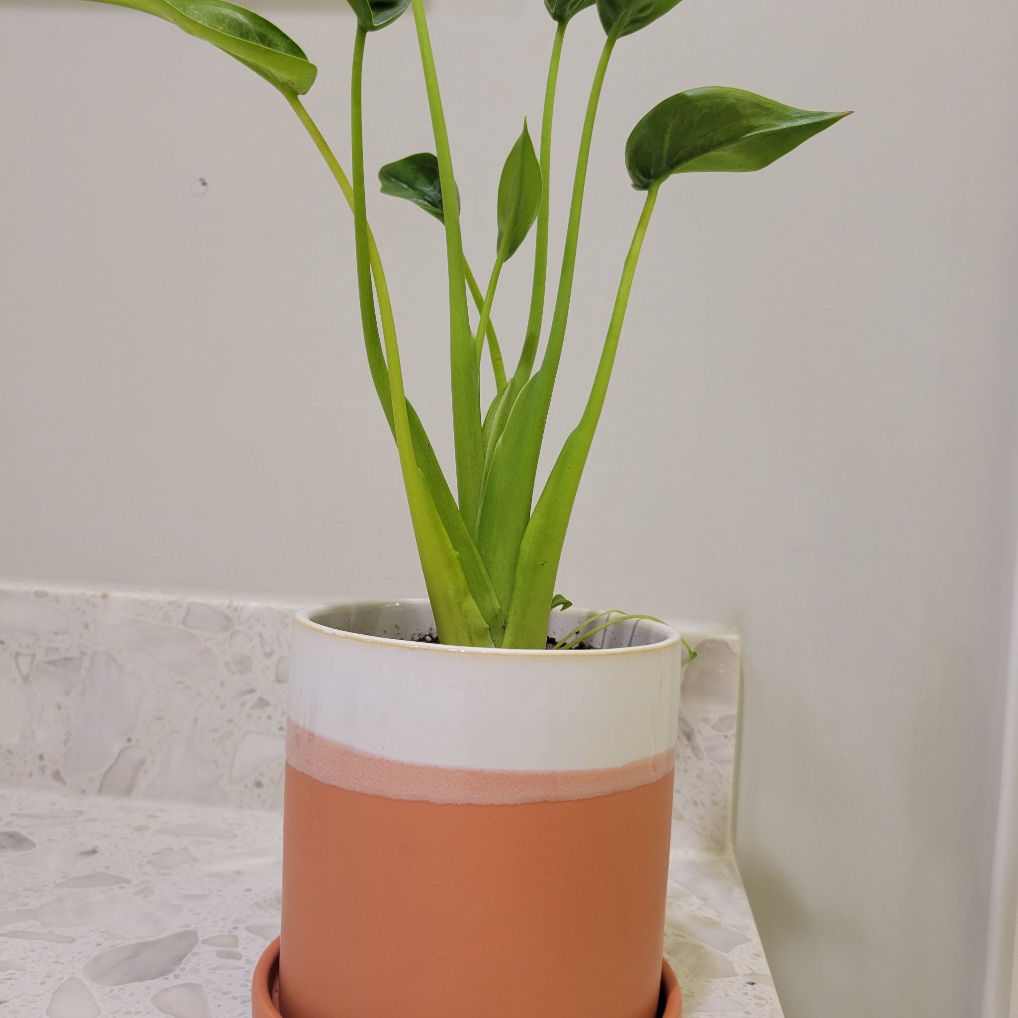 Soil Recommendations for Alocasia Tiny Dancer