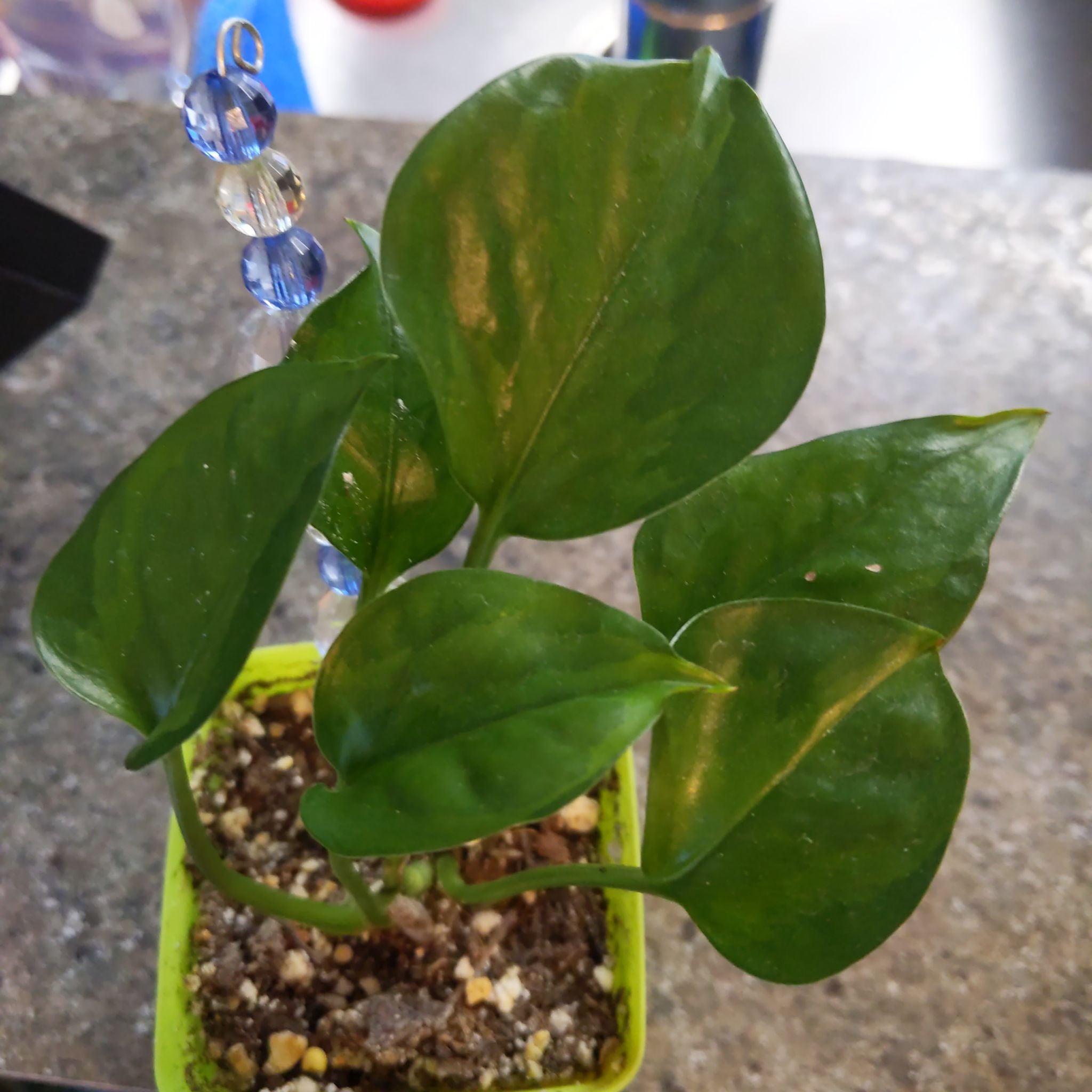 💧 Why Are My Emerald Pothos Leaves Mushy?
