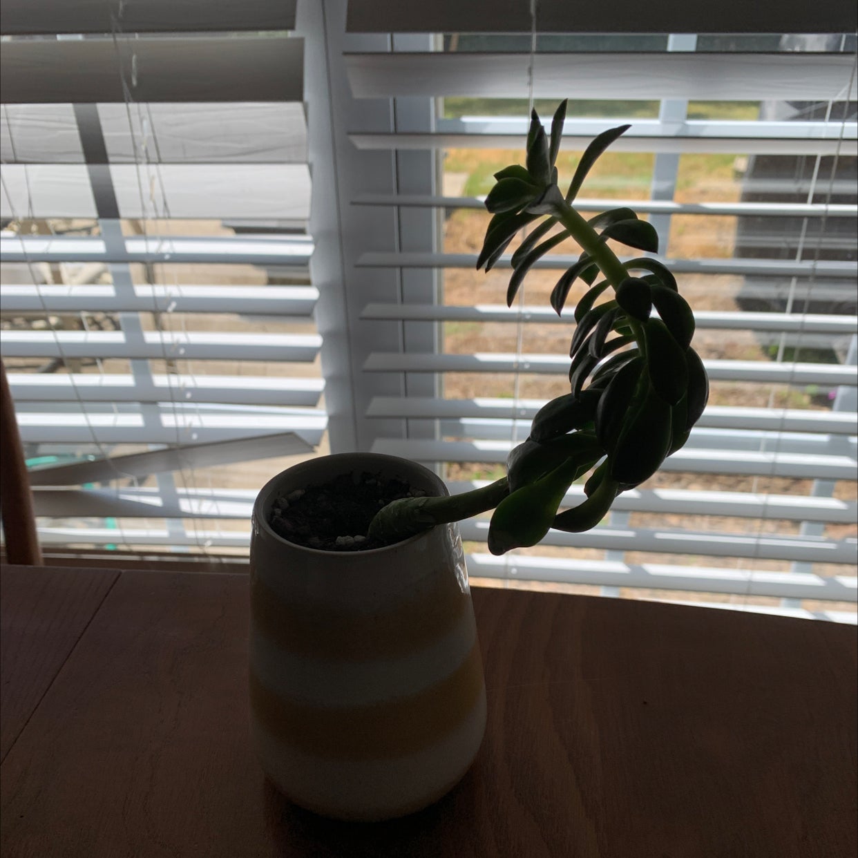 🌸 What Does It Mean When Paddle Succulent Blooms?