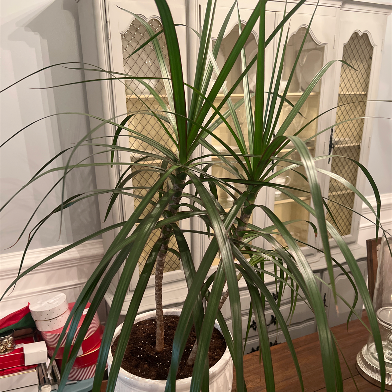 🐞 What Are The Bugs on My Madagascar Dragon Tree?