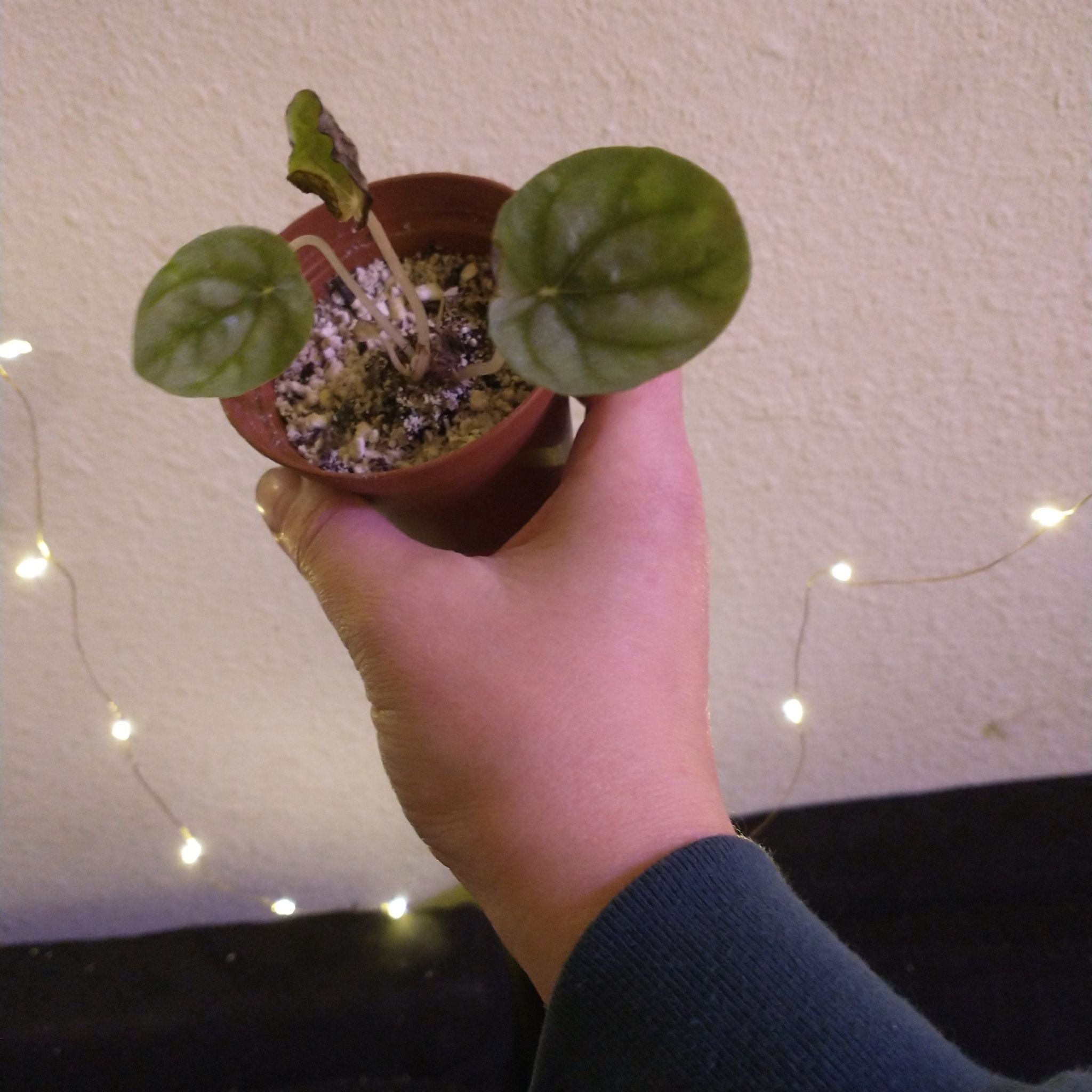 🌞 Your Peperomia Pink Lady's Sunlight Needs
