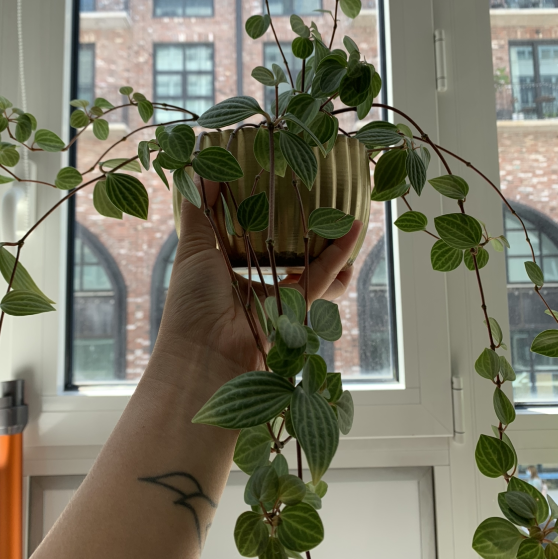 Silver Frost Peperomia - Ultimate Guide to Fertilizing