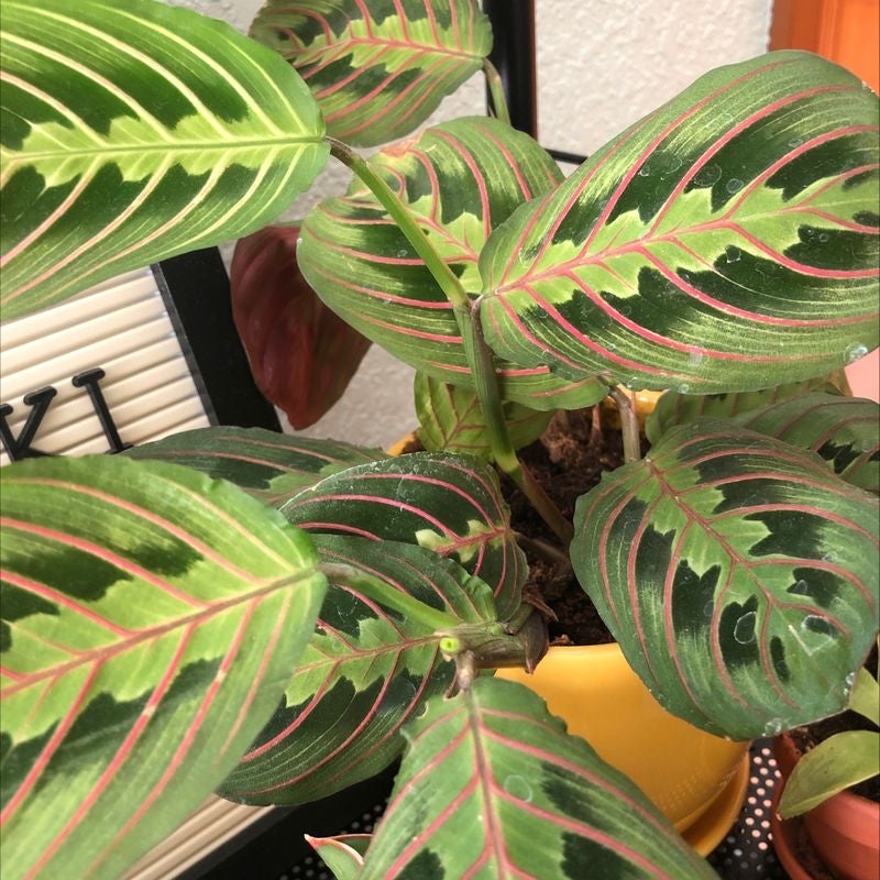 💧 How Much Humidity Does My Red Prayer Plant Need?