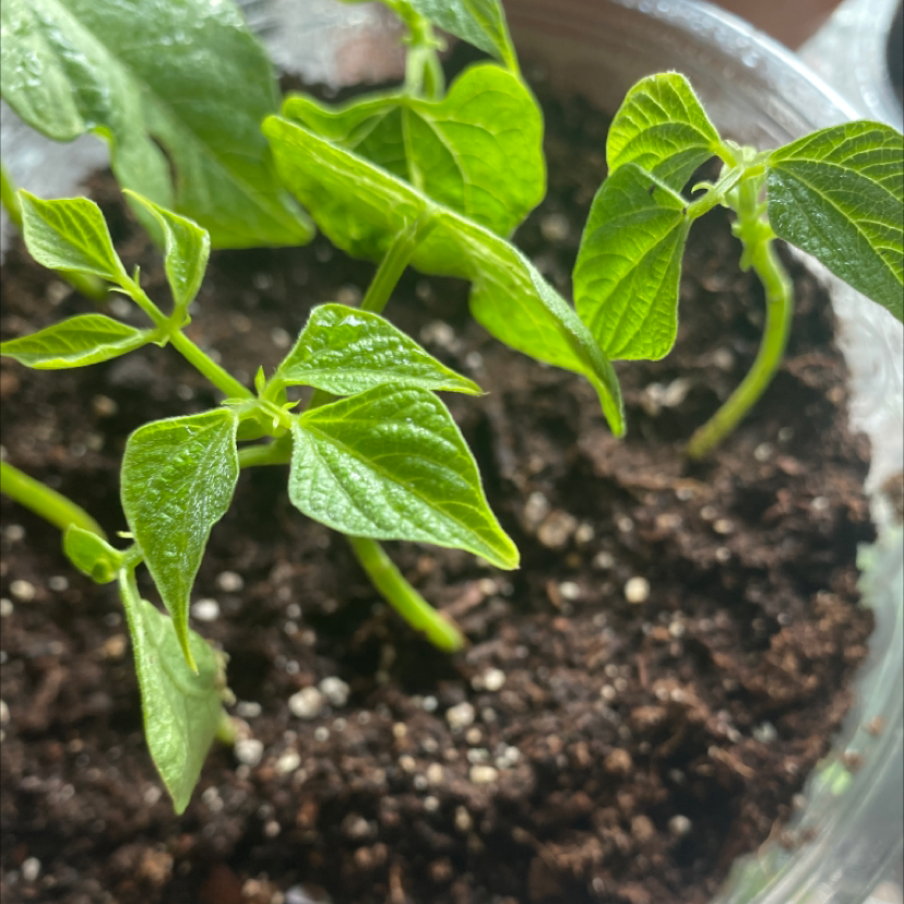 Fertilizing My Common Bean