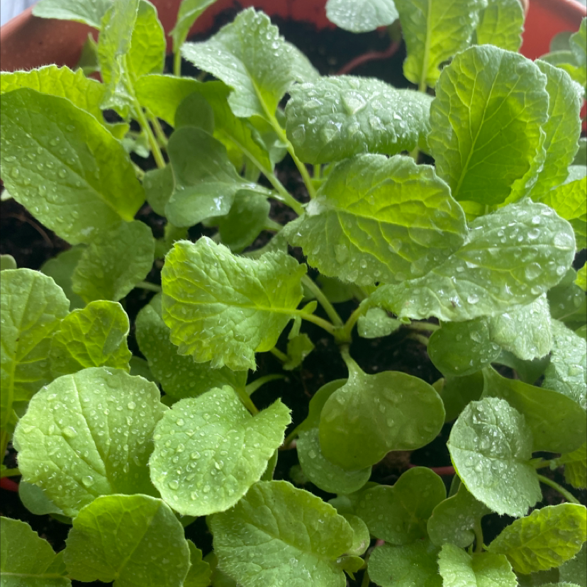 🌱 How Often Do I Need to Water My Radish?