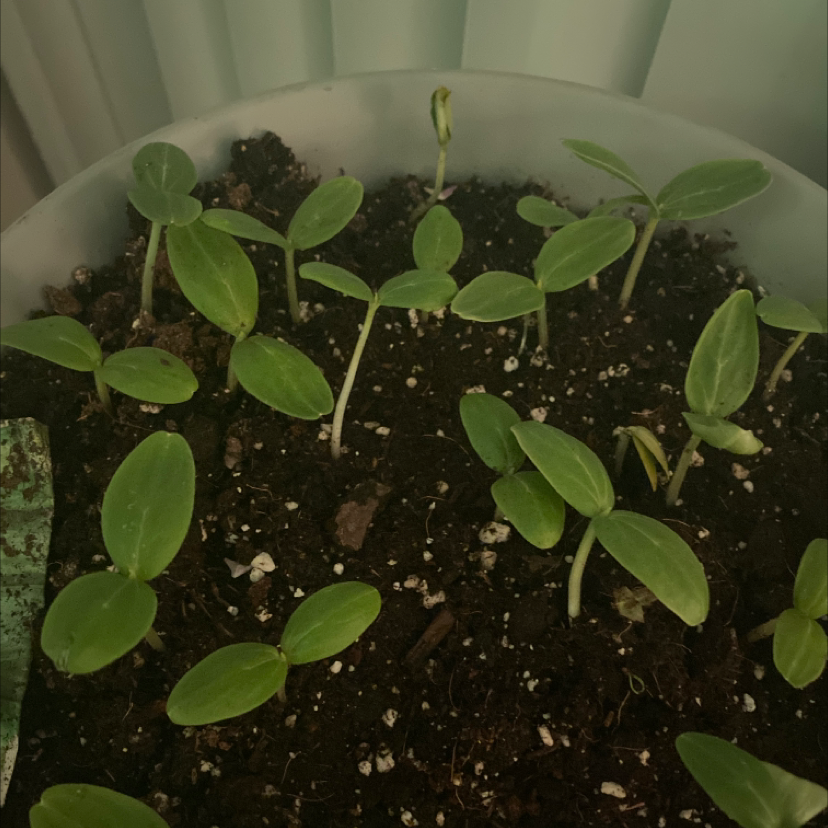 cucumber root rot Solutions