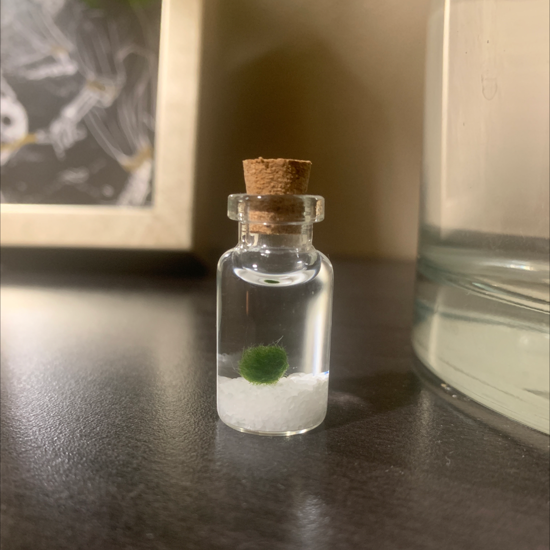 10 Benefits of Having a Marimo 💚
