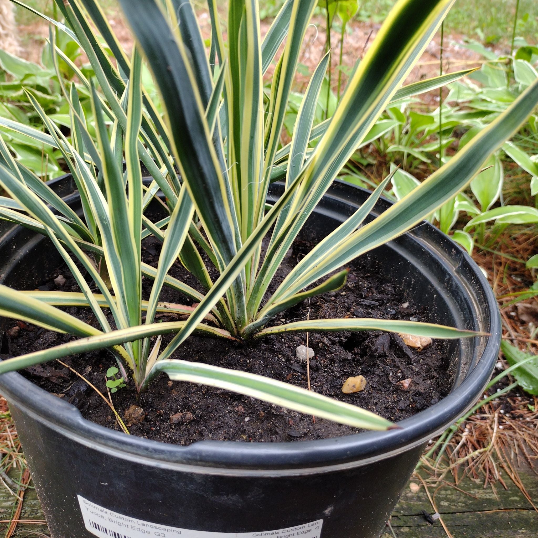 Adam's Needle Root Rot Solutions