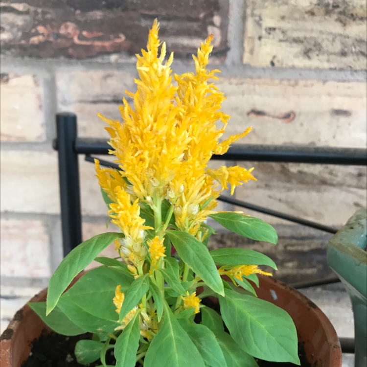 🐓 Why Is My Cockscomb Not Doing Well?