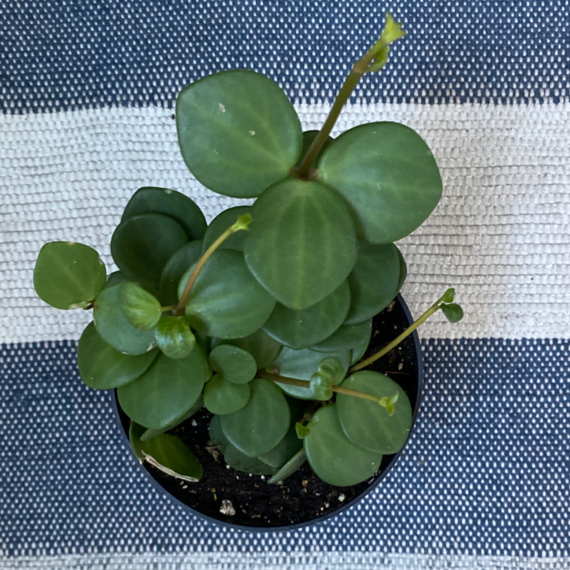 🔍 Why Are There Black Spots On My Peperomia 'hope' Leaves?