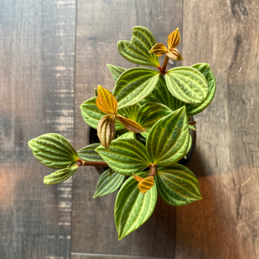 Why Are My Radiator Plant Leaves Turning Yellow?