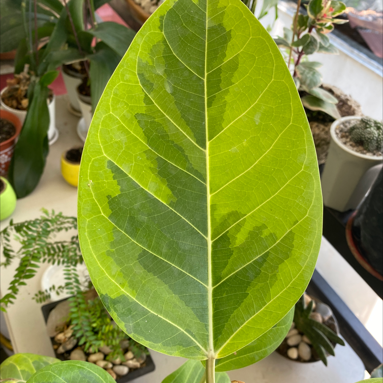 Choosing Fertilizer For My Council Tree