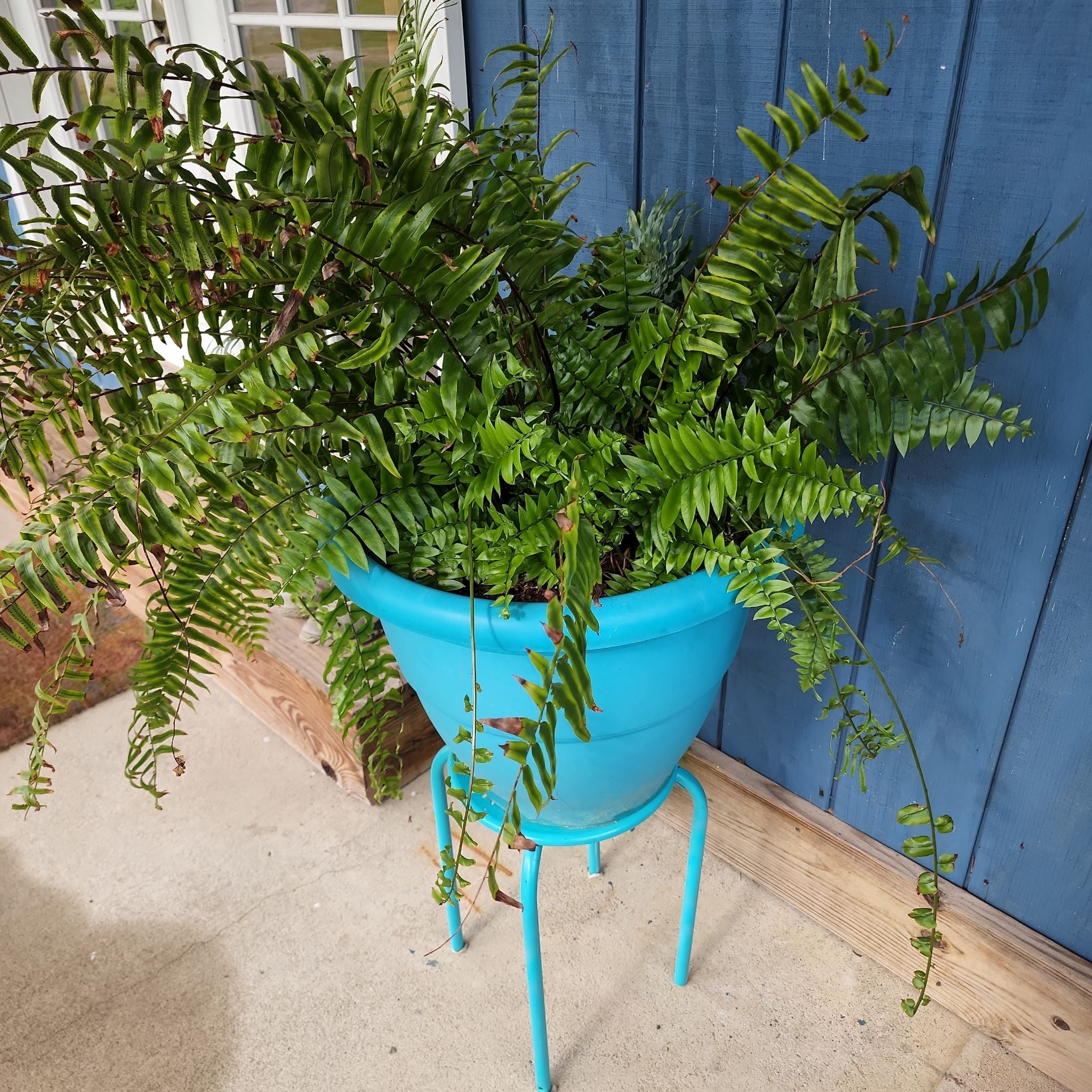 🐅 What Temperature Should My Tiger Fern Be Kept At?