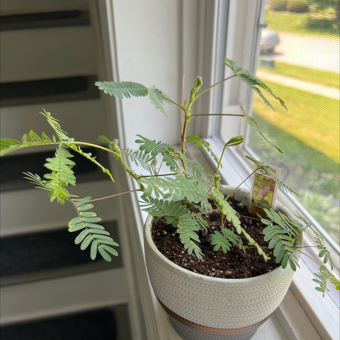 Black Spots on My Sensitive Plant Leaves