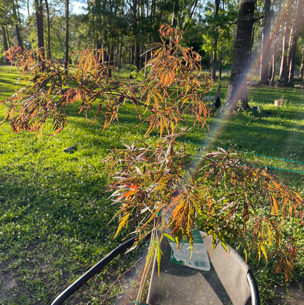 How Do I Fix Japanese Maple Root Rot?