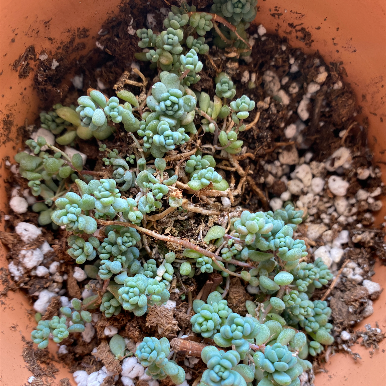 10 Advantages of Having a Corsican Stonecrop