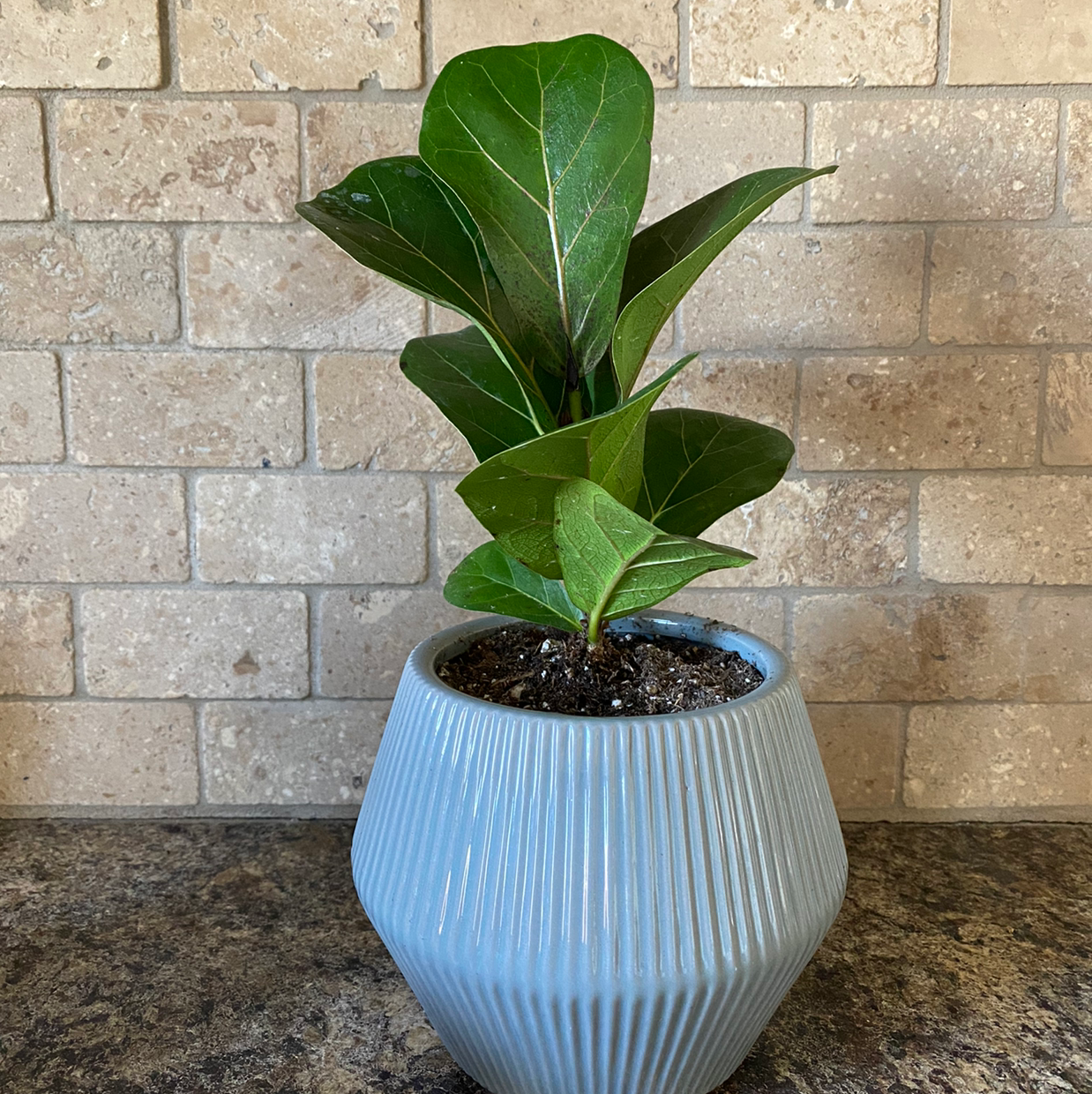 10 Benefits of Having a Dwarf Fiddle Leaf Fig