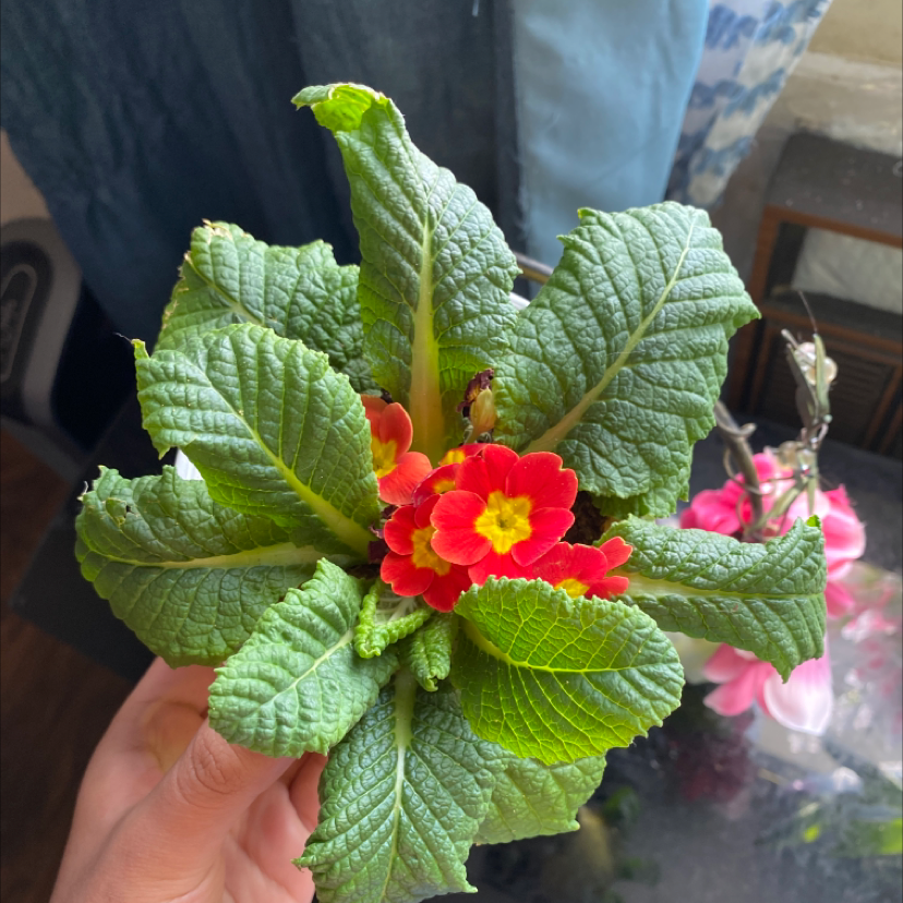 What Temperature Should My Common Primrose Be Kept At?