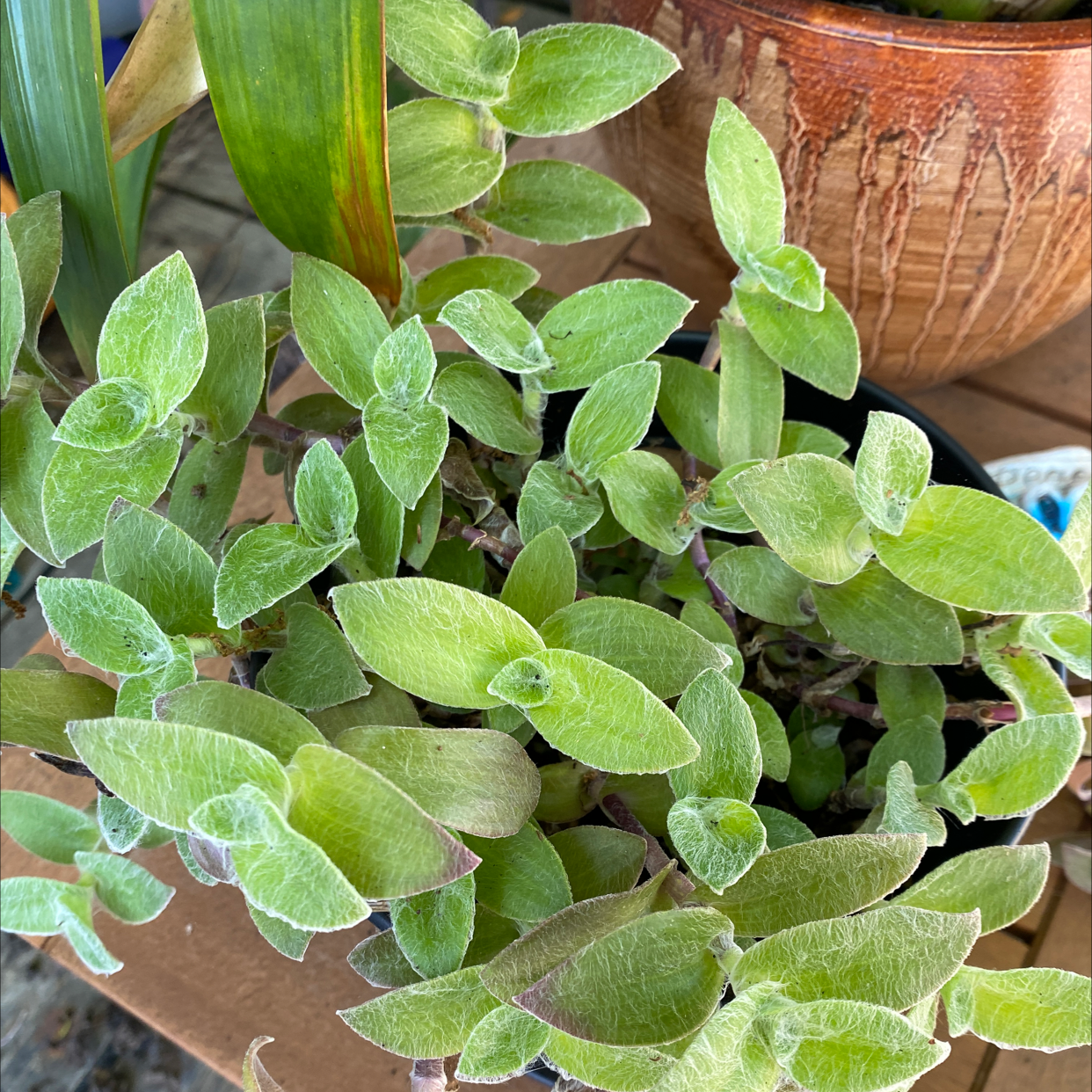 Propagating White Velvet: The Ultimate Guide