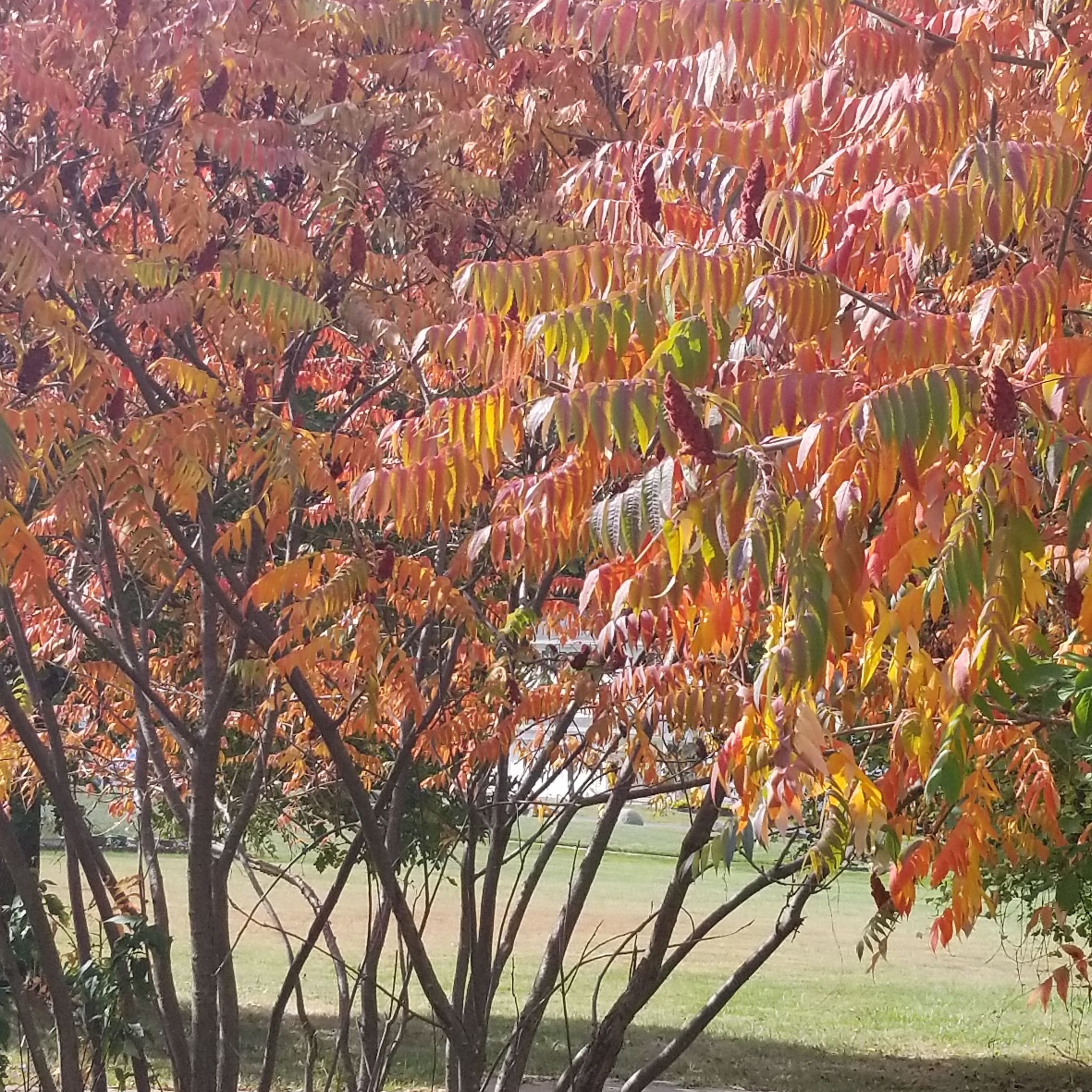 When and Where Should I Trim My Staghorn Sumac?