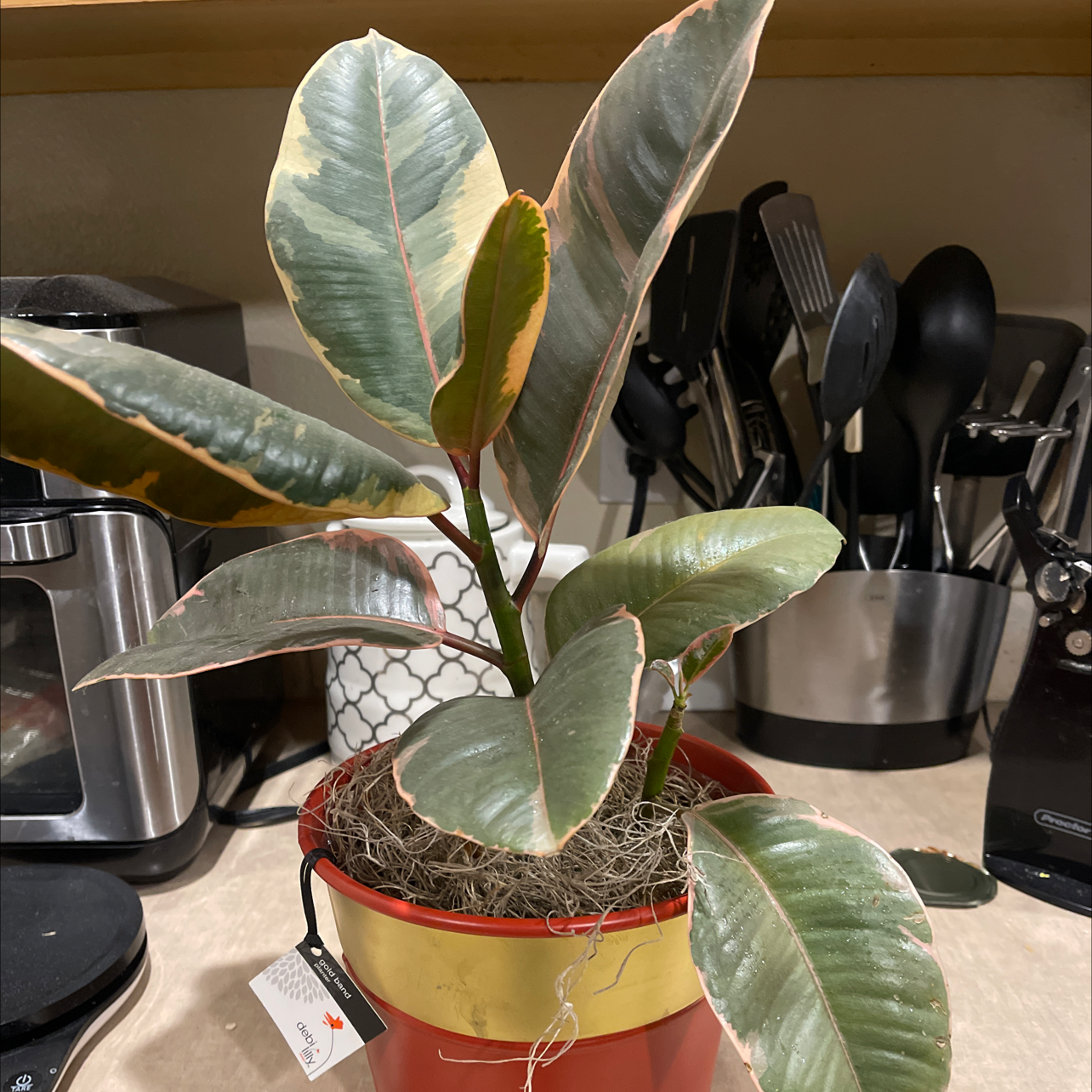 Symbolism And Benefits Of The Ficus 'ruby'