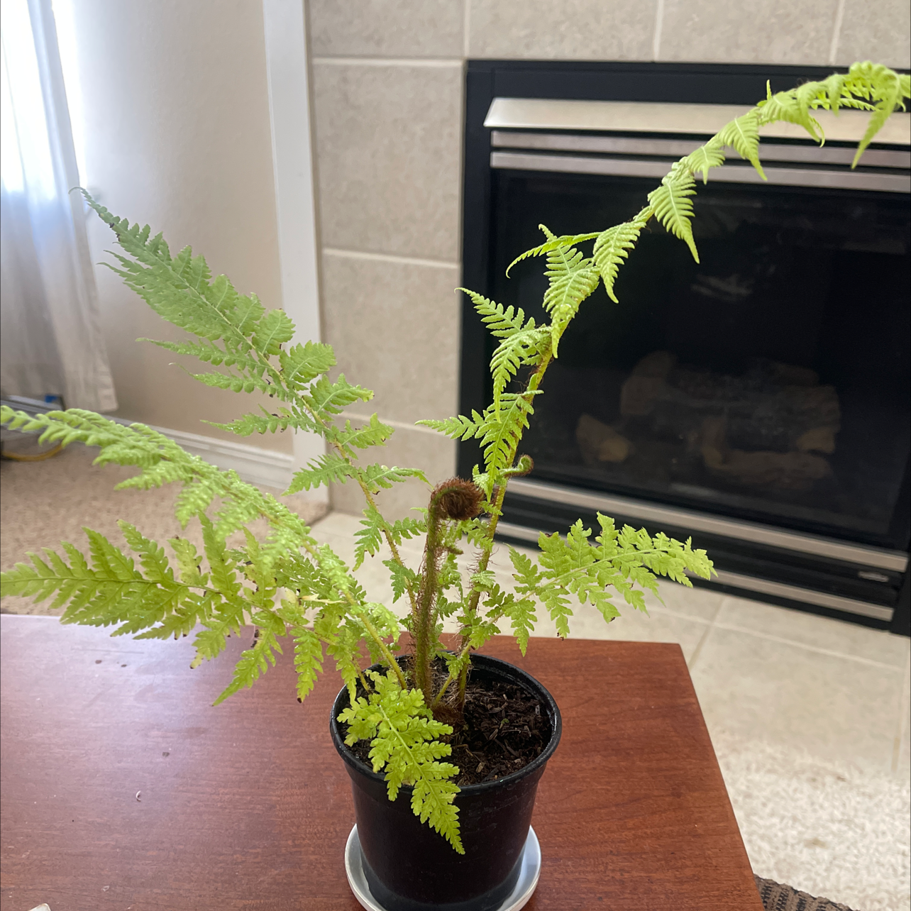 Why Are My Australian Tree Fern Leaves Droopy? 😔