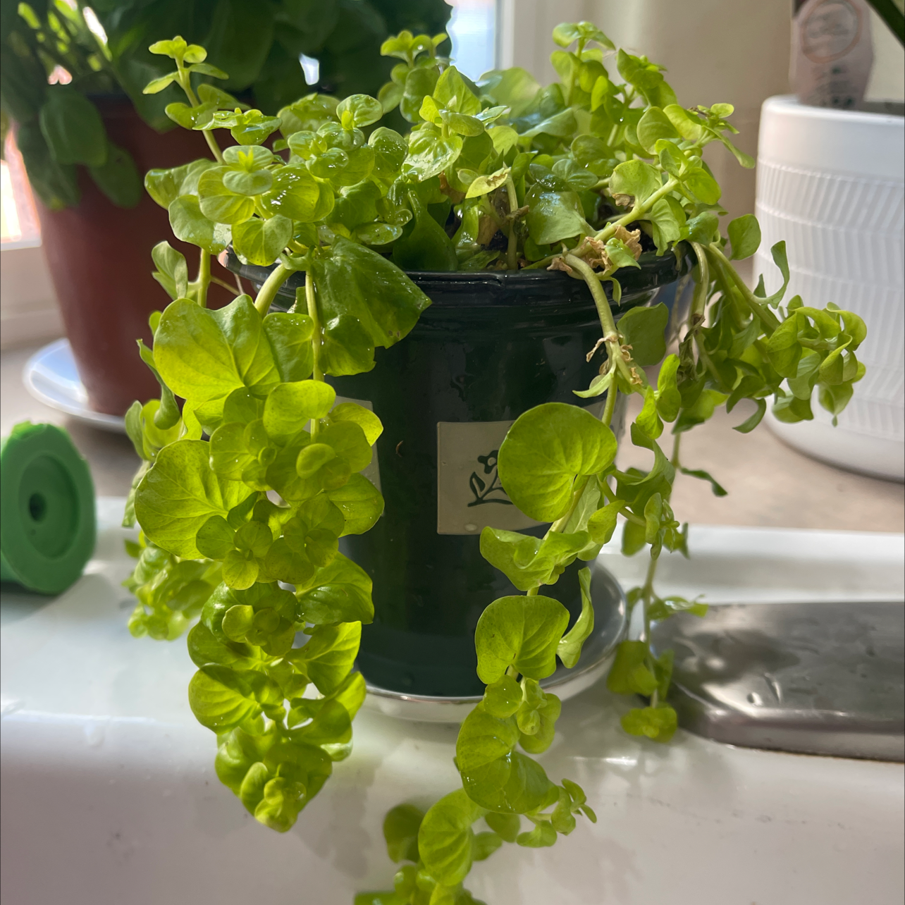 creeping jenny root rot Solutions