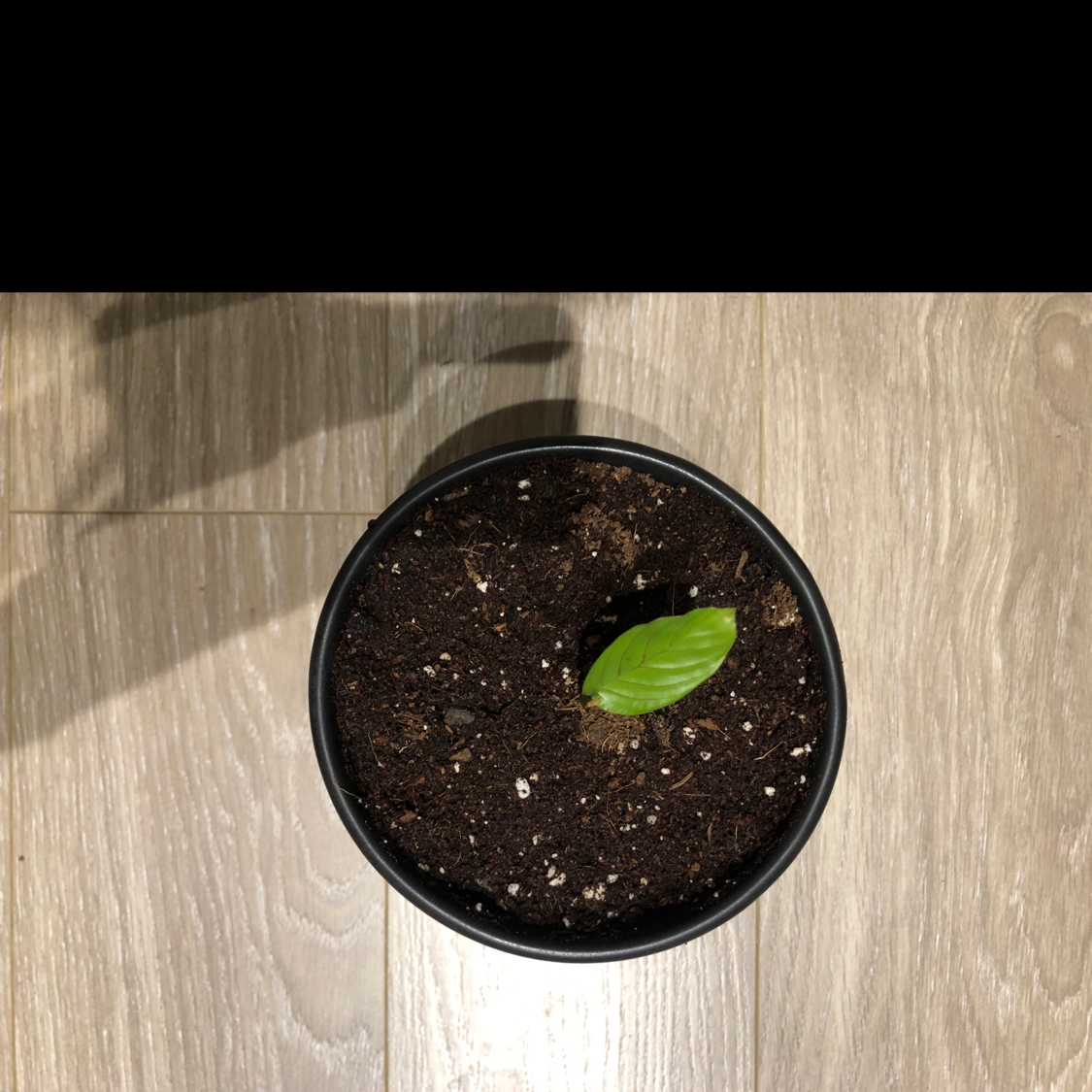 How to Prune Fascinator Prayer Plant