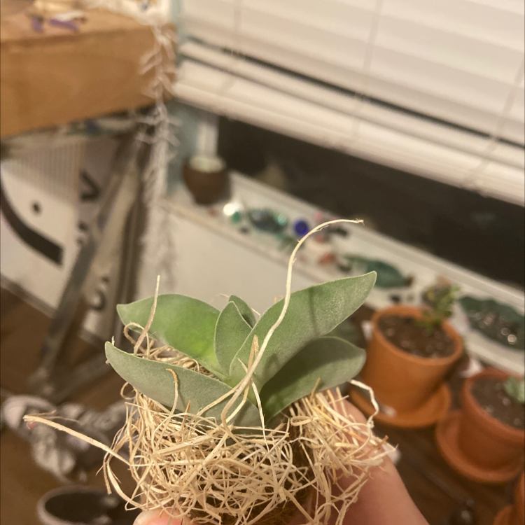 Black Spots on My Propeller Plant Leaves