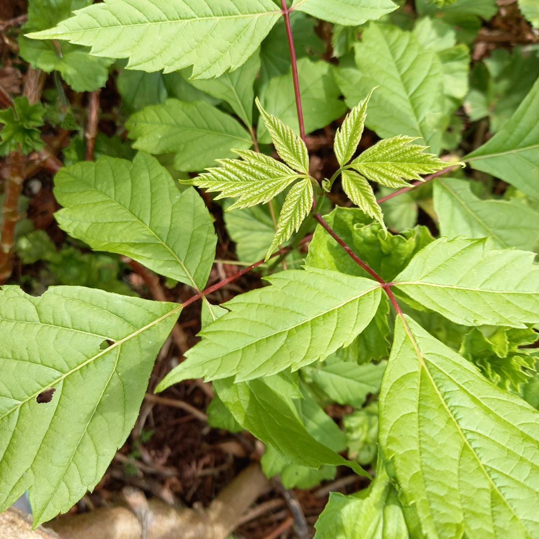 Why Are My Box Elder Leaves Curling?