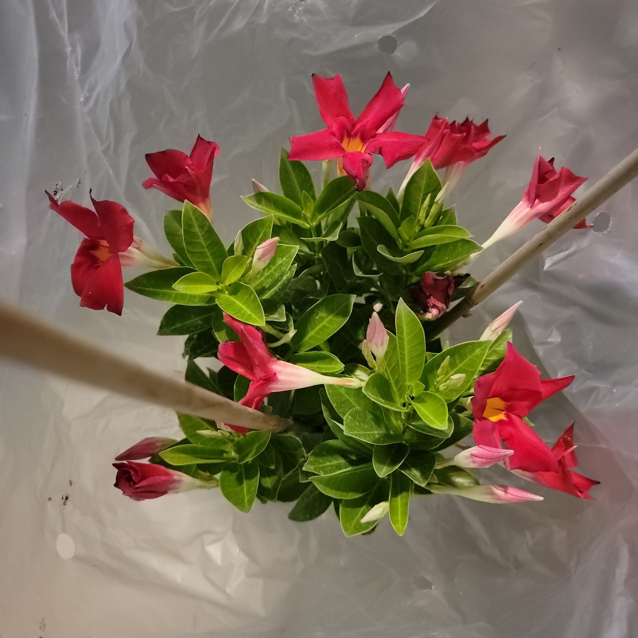 How to Get a Dipladenia 'Rio' to Bloom