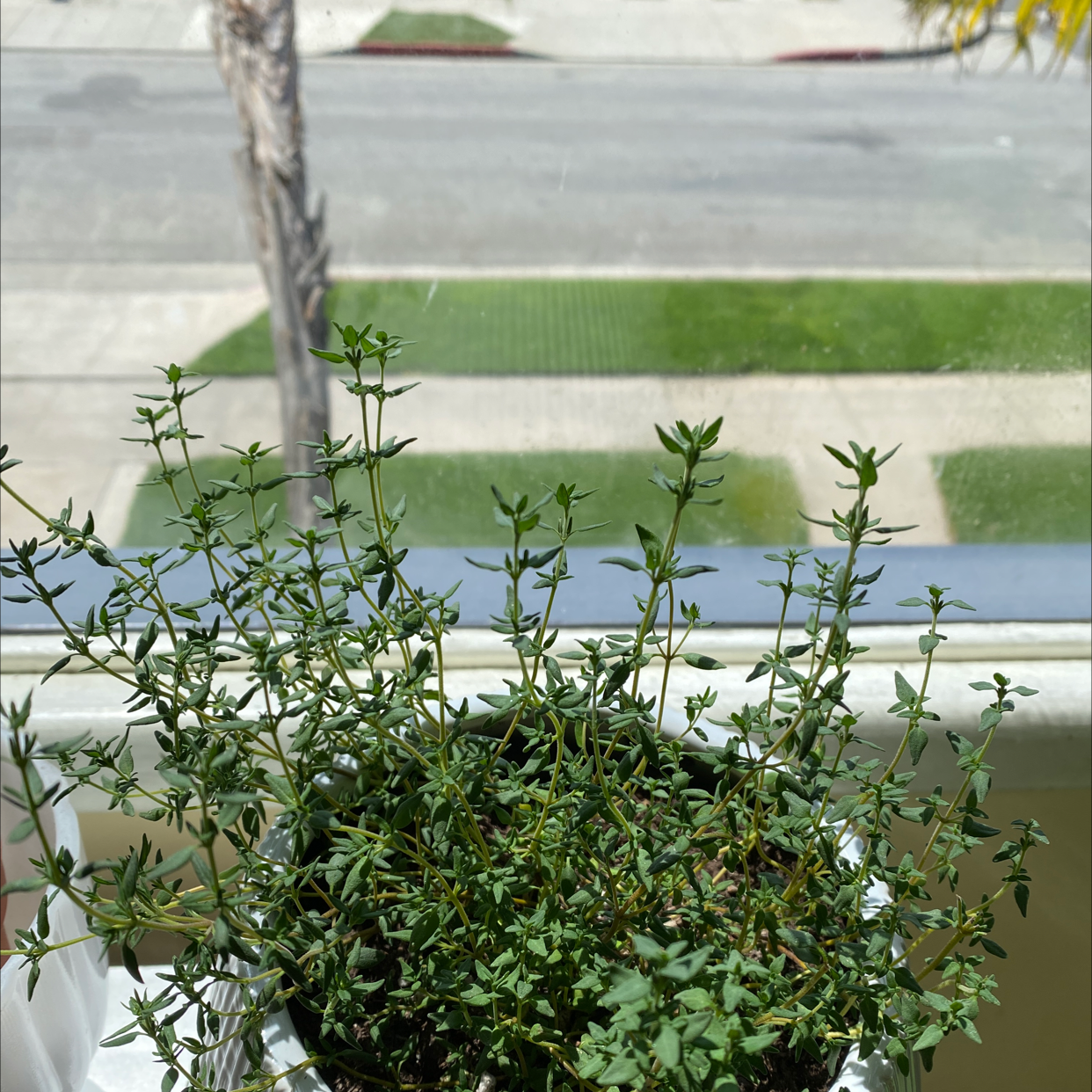 My Common Thyme's Sunlight Needs