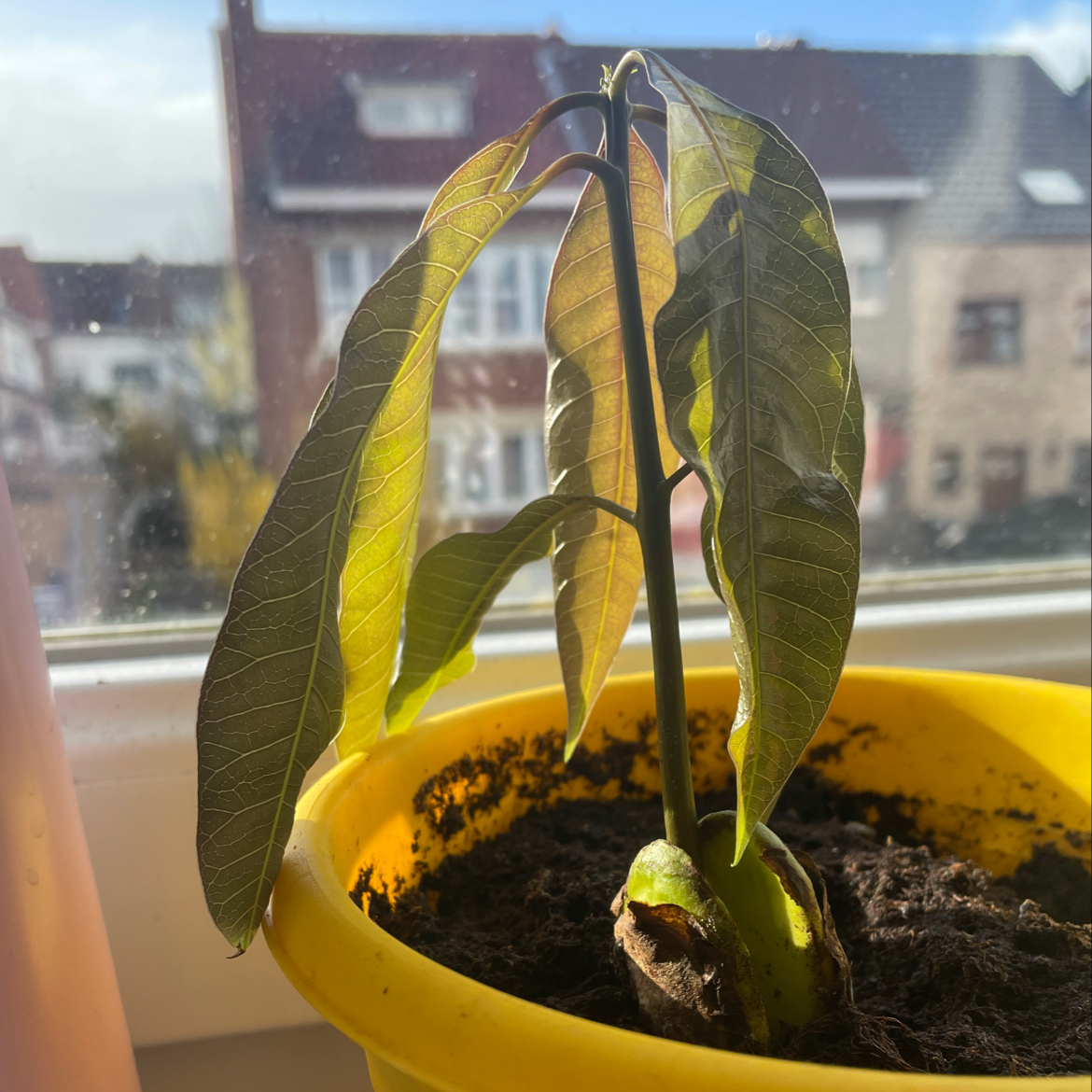 Why Does My Mango Have Yellow Leaves? 🍂