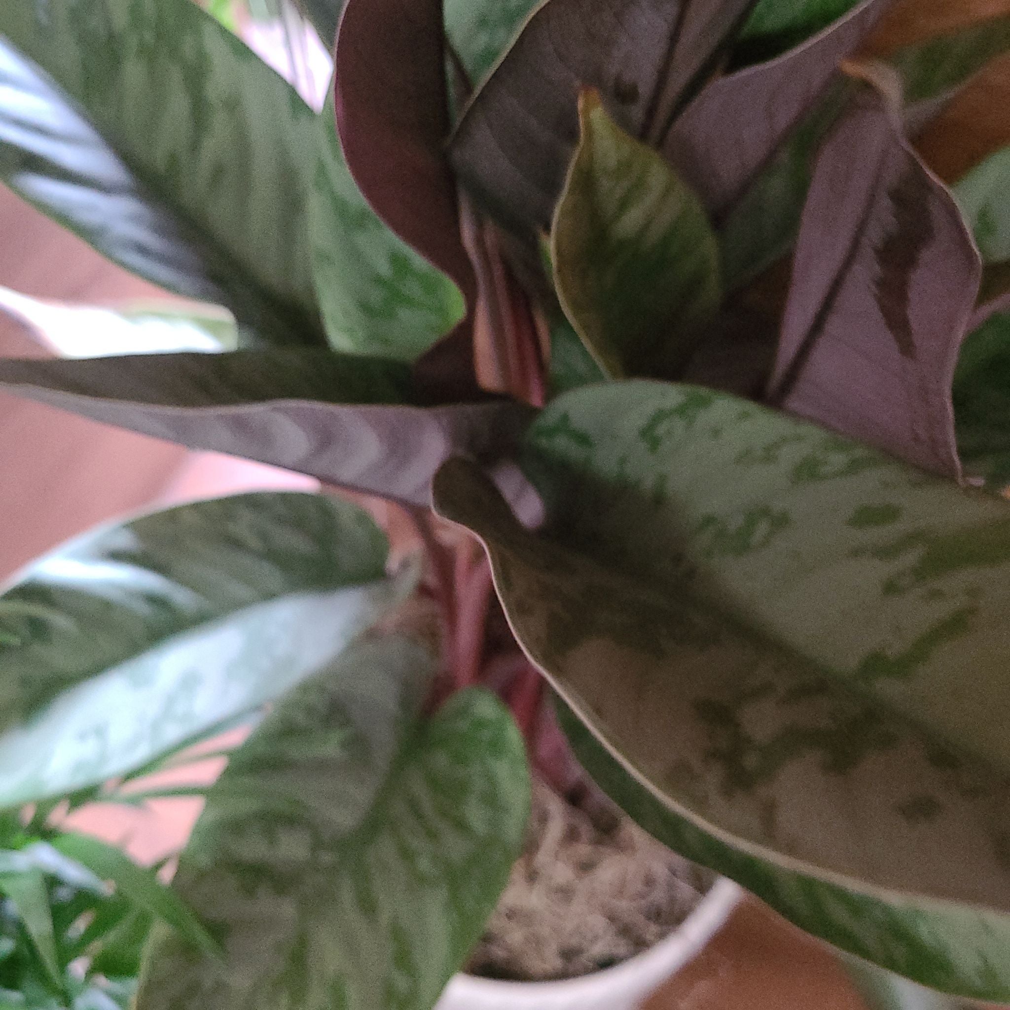 Personalized Apoballis Red Sword Care: Water, Light, Nutrients | Greg App