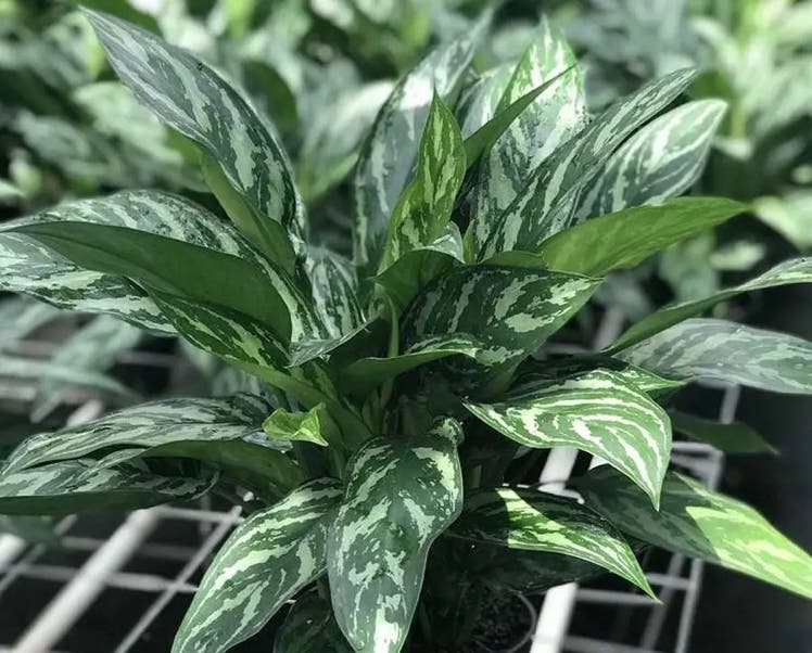 What Temperature Should My Aglaonema 'Tigress' Be Kept At? What Temperature Should My Aglaonema 'Tigress' Be Kept At?