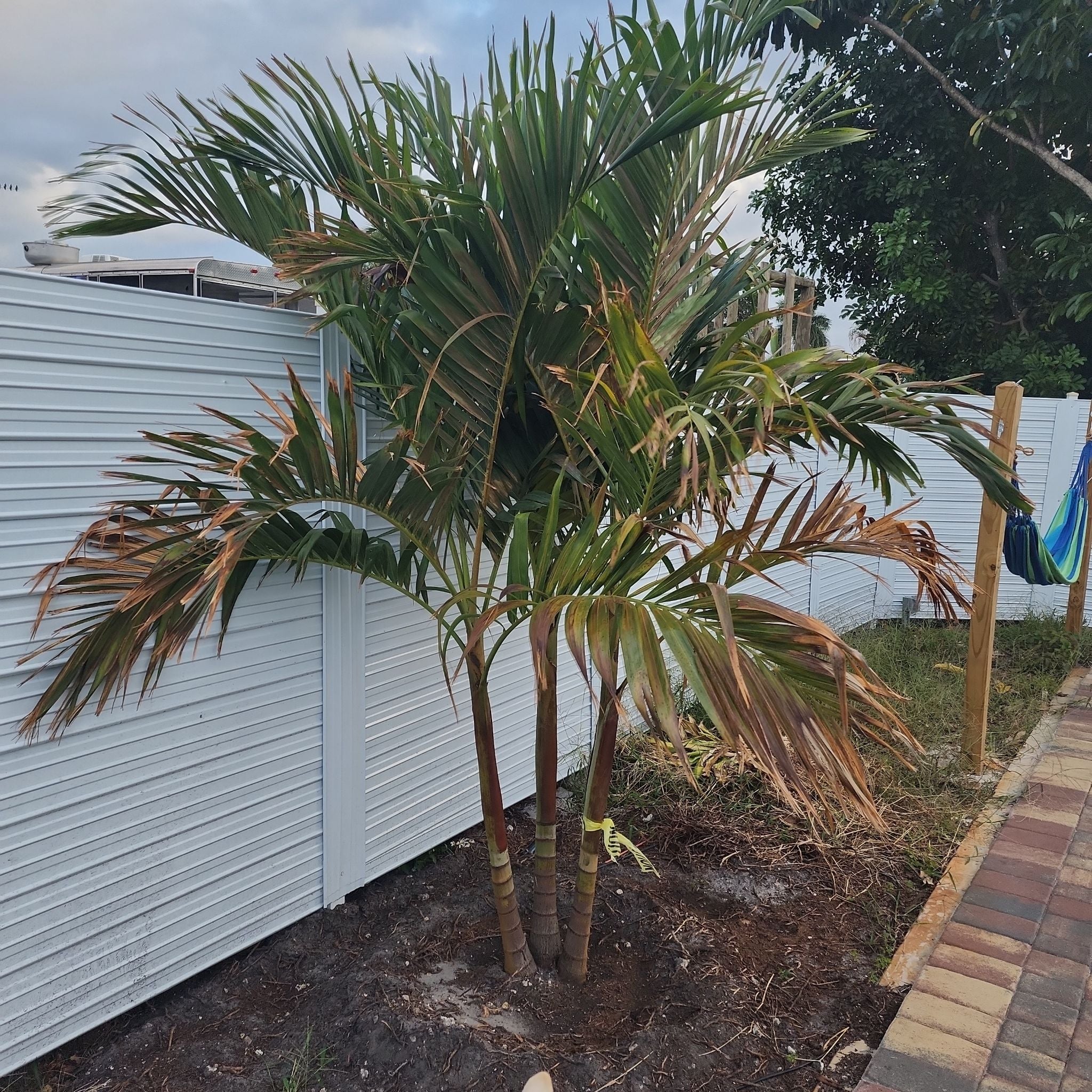 Common Christmas Palm Problems