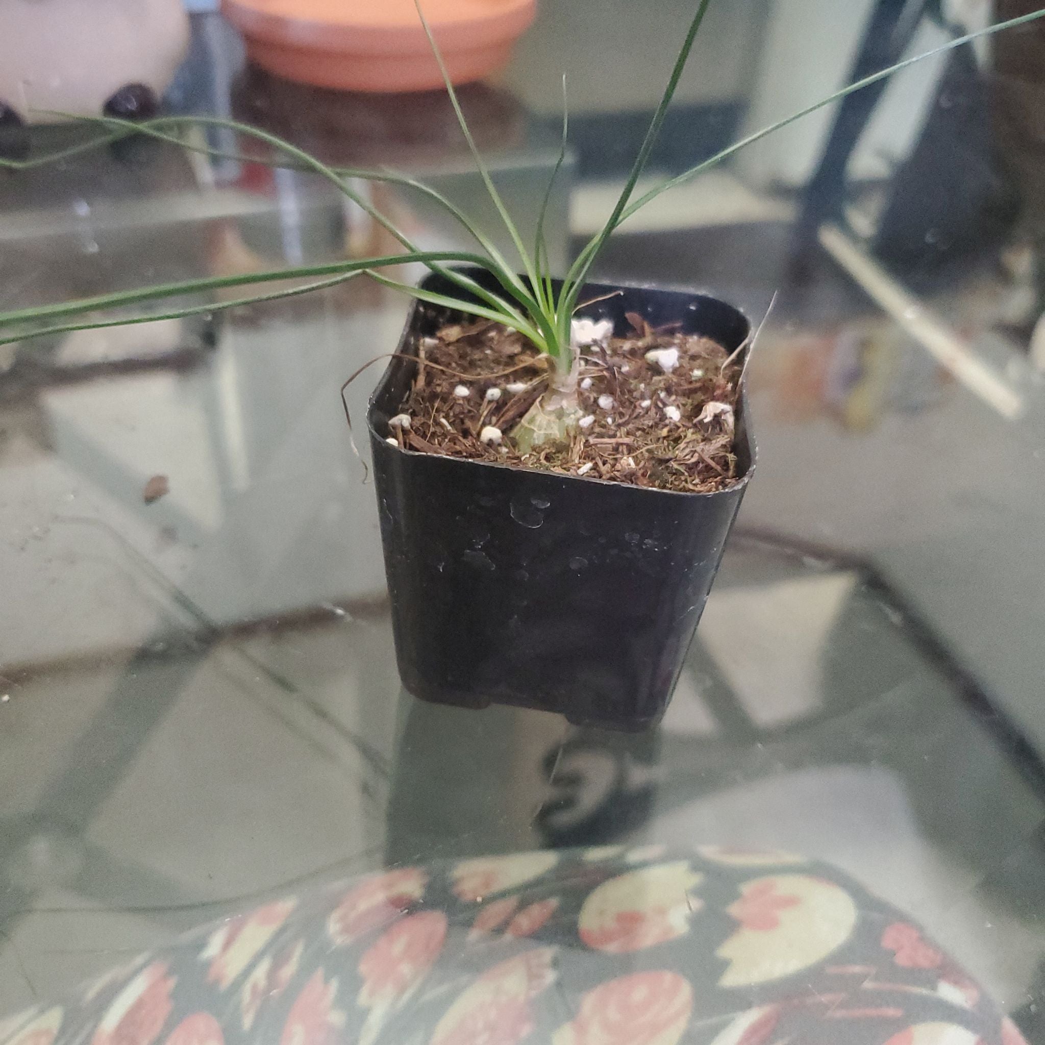 Personalized Albuca sp 'Augrabies Hills' Care: Water, Light, Nutrients ...