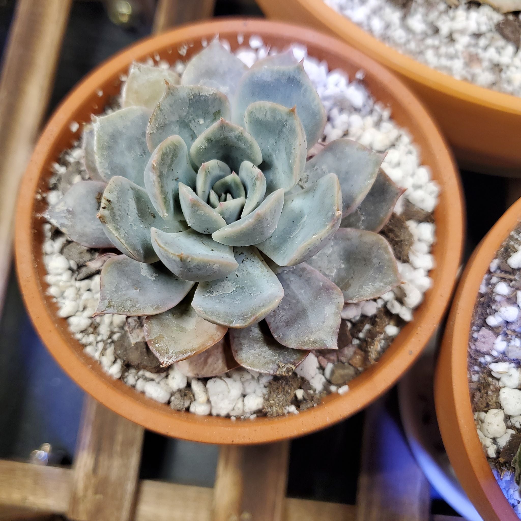 Symbolism and Benefits of the Echeveria 'Orion'