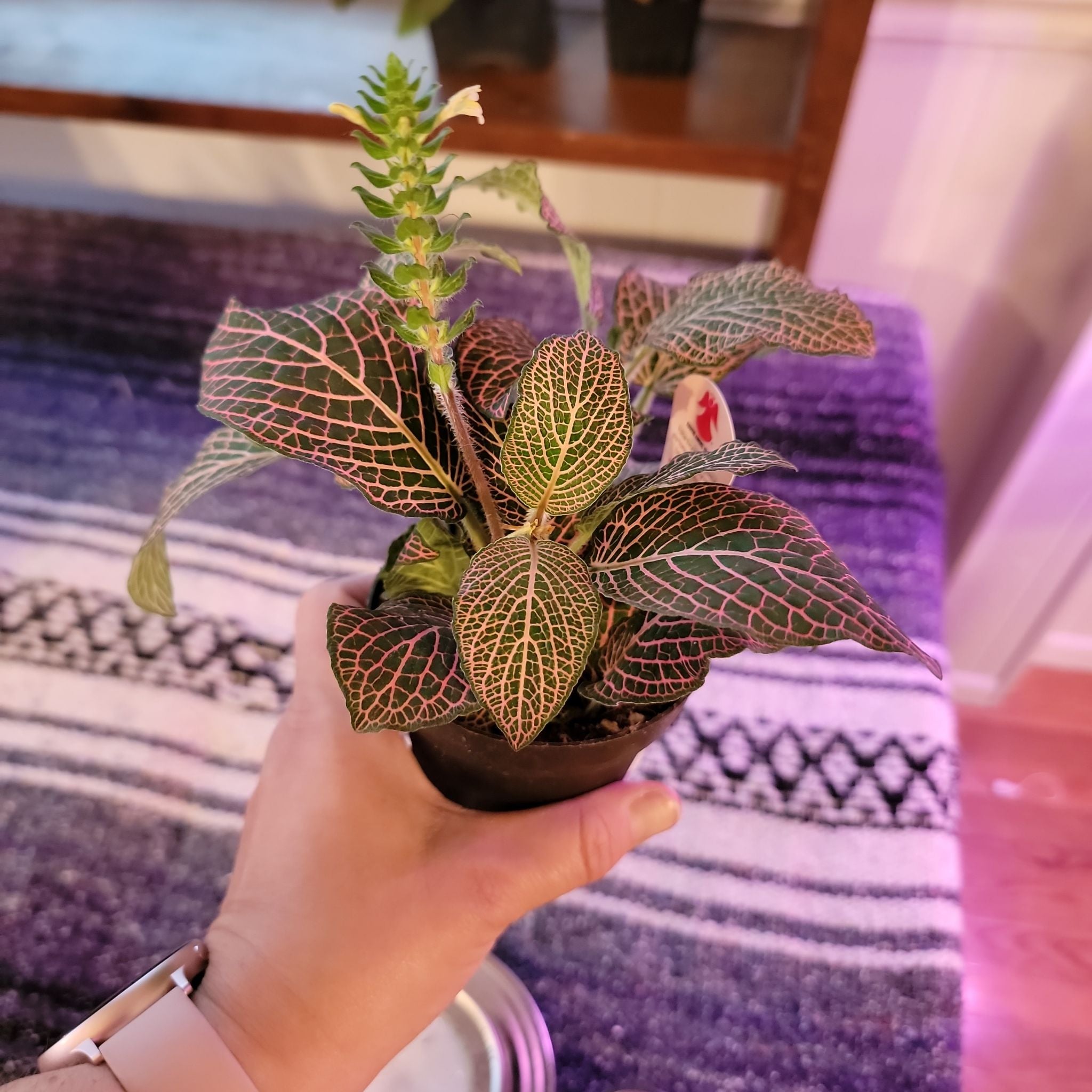 What Do Pink Wave Nerve Plant Flowers Mean?