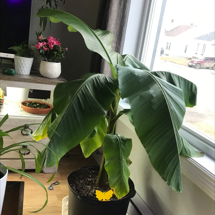 🍌 Best Potting Soil Mix For Banana