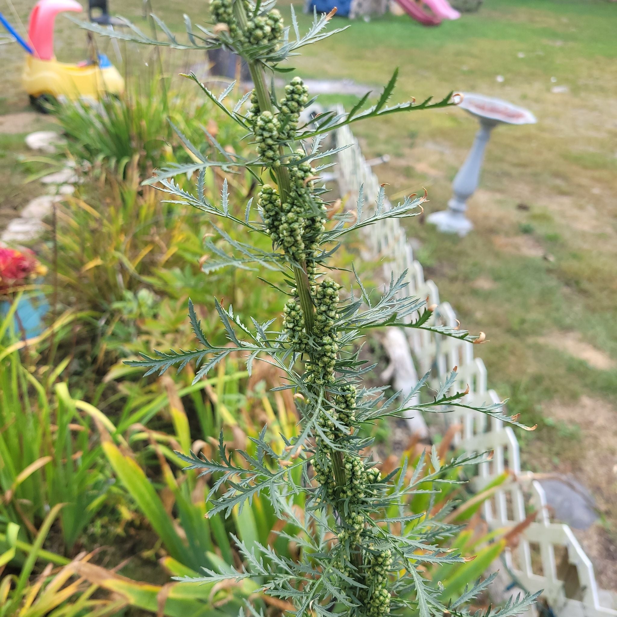 What Temperature Should My Annual Ragweed Be Kept At?