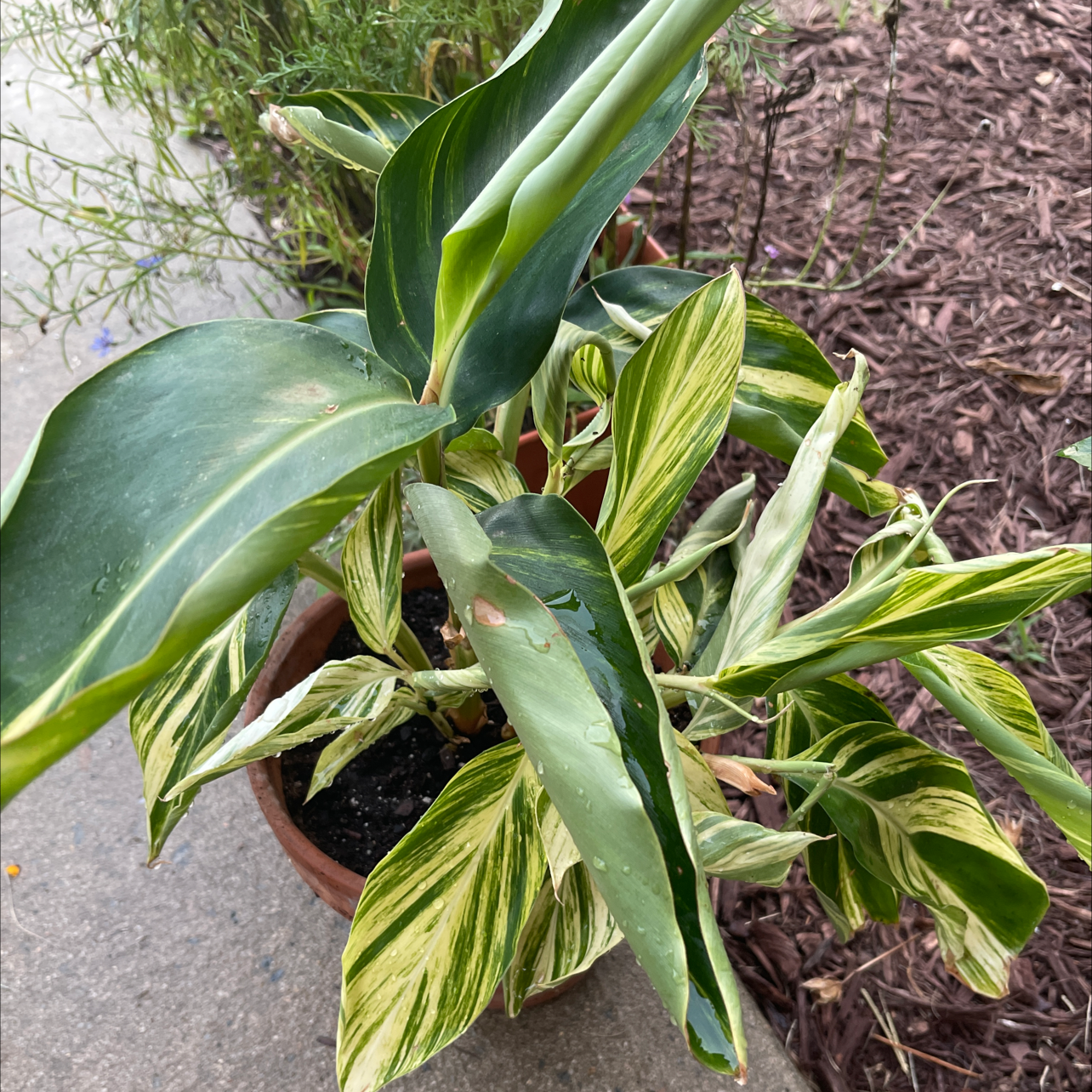 Why Are There Brown Spots on My Variegated Shell Ginger?