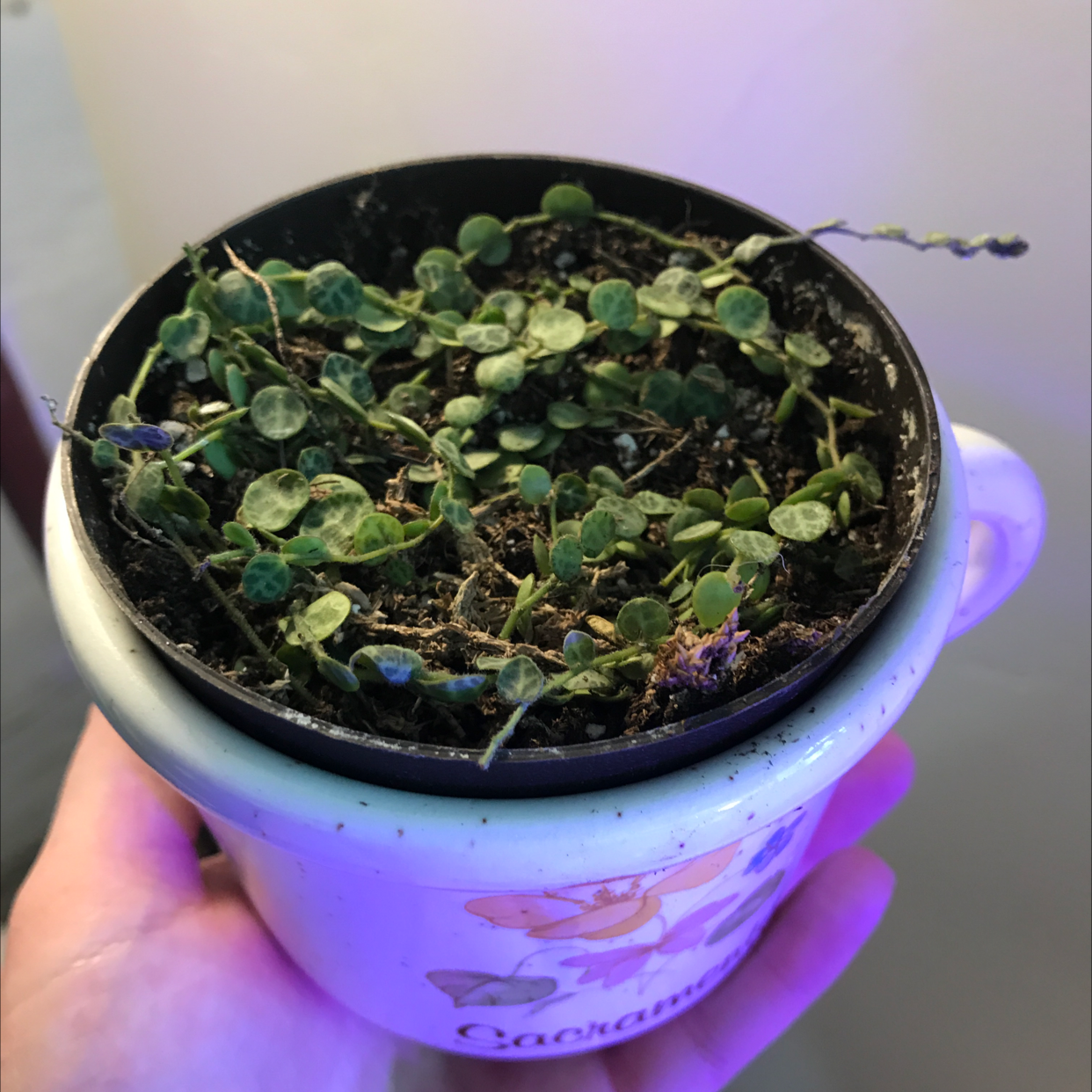 How Should String Of Turtles 🐢 Be Cut Back?