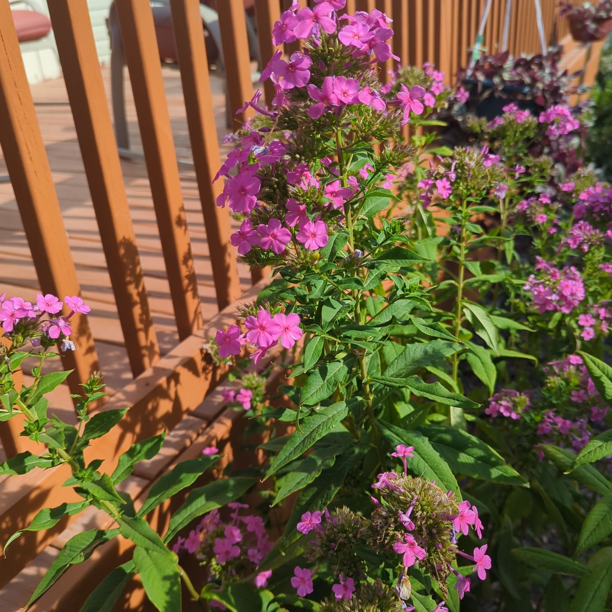 How to Get a Garden Phlox to Bloom