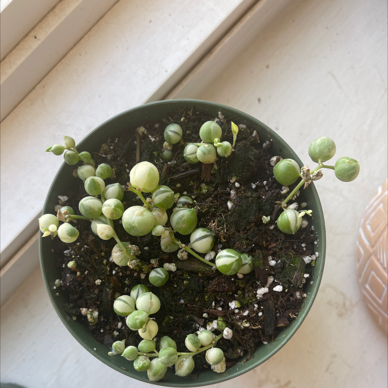 How to Propagate Your Variegated String of Pearls
