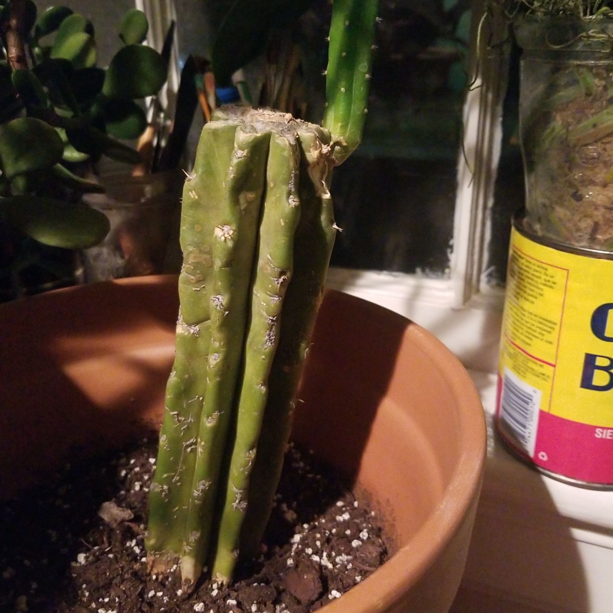 Common San Pedro Cactus Problems