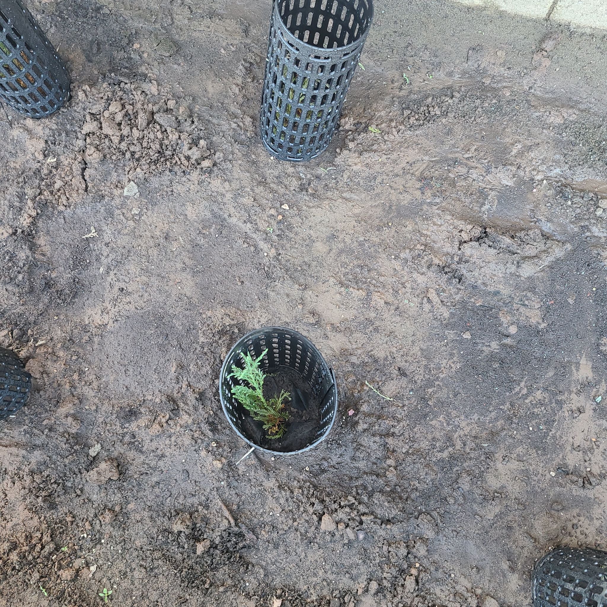 💧 Why Are My Giant Sequoia Leaves Droopy?