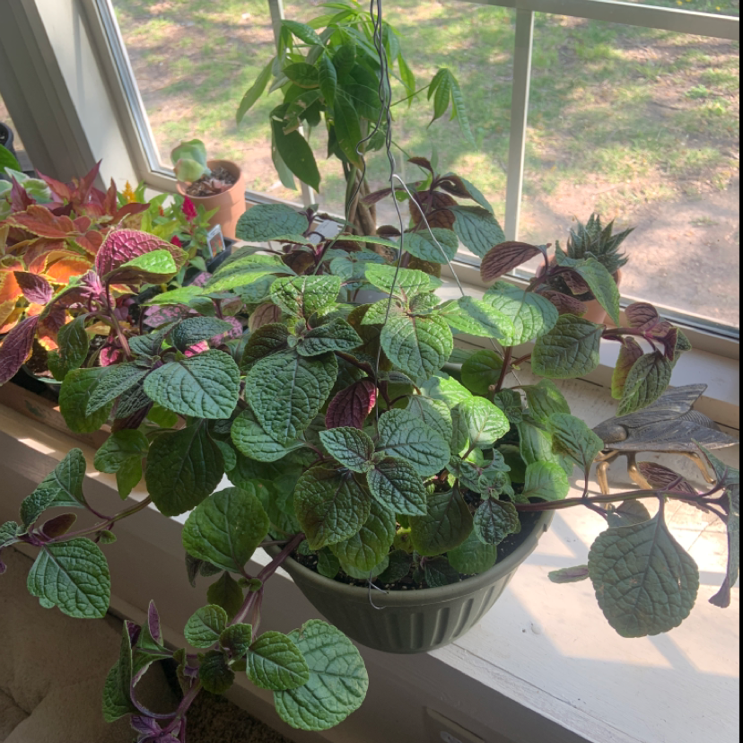 How Do I Propagate My Speckled Spur Flower?