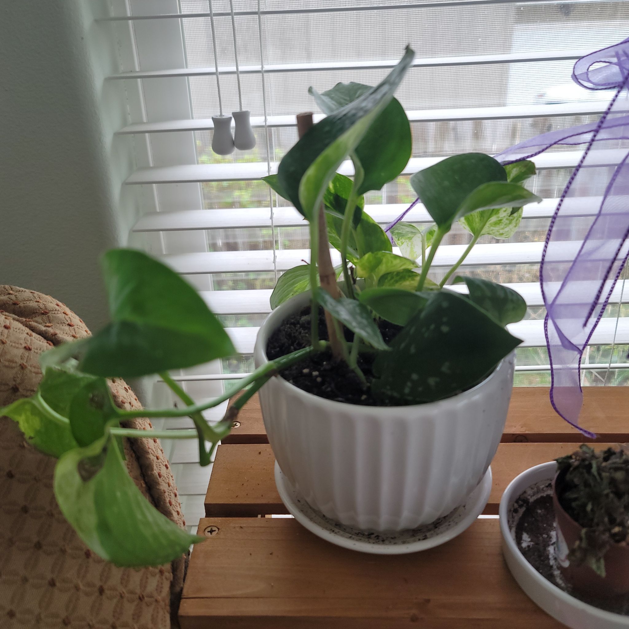Krull | A plant by @SurefireVetiver on Greg
