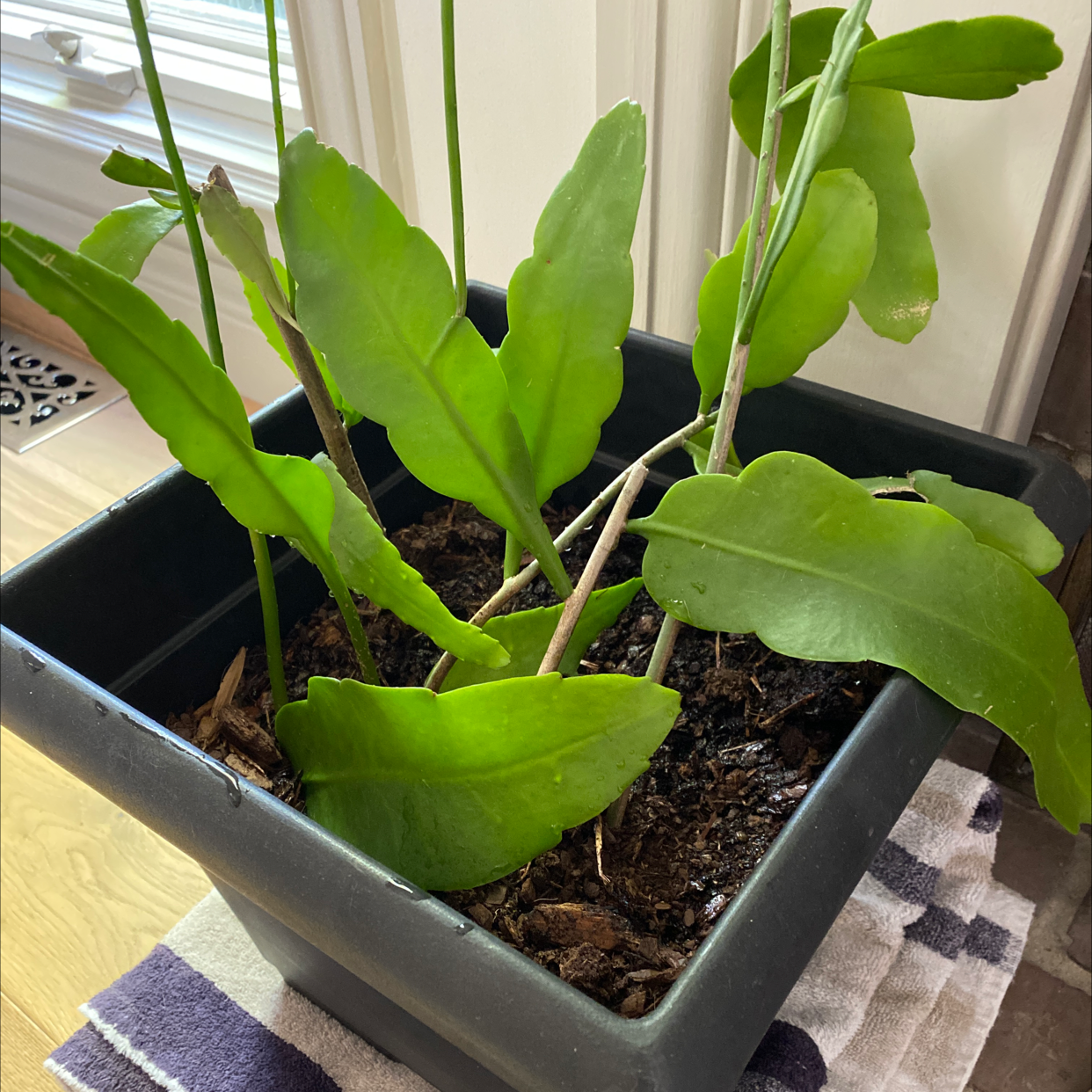 Isla | A plant by @jenwoodhouse on Greg